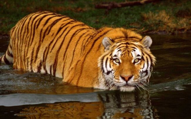 9 Best Wildlife Destinations in the World - Mapp International