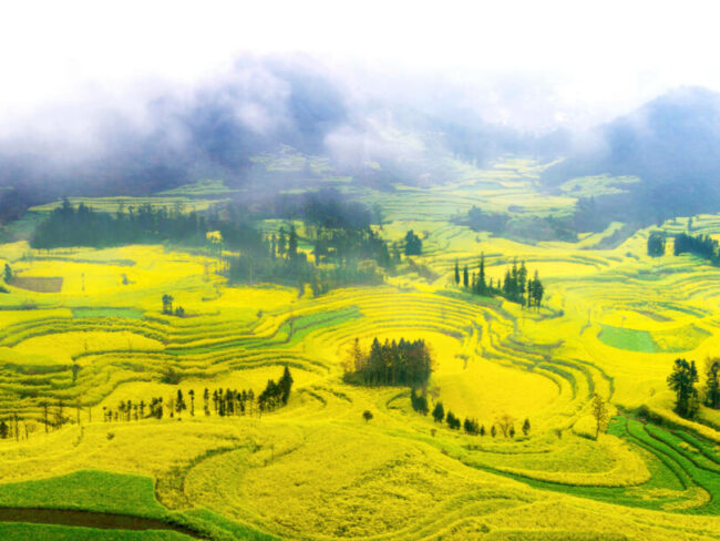 8 Beautiful Flower Fields Every Photographer Should Visit in 2023 ...